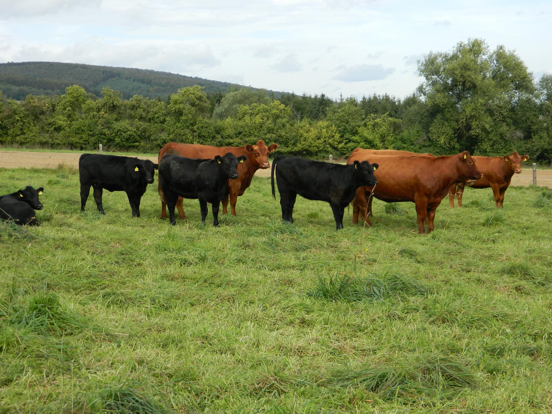 Angus Rind - Rassetreffen - Angusrind Nord e.V.